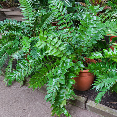 How To Care For Ferns Indoors & Outside | Beginner’s Guide
